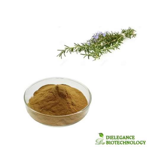 Buy Natural Rosemary Extract Powder Rosmarinic Acid Benefits