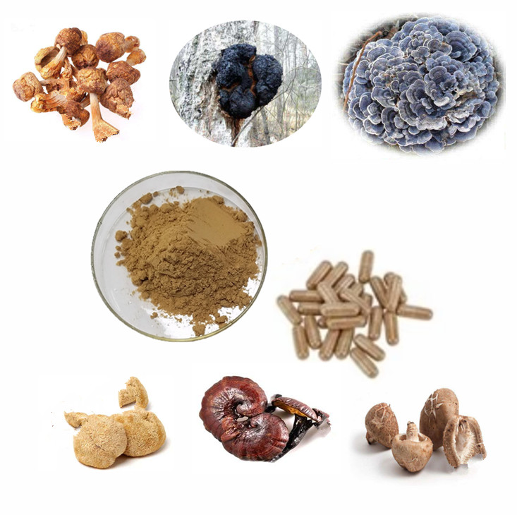 Discover Mushroom Extracts: Types, Blends and Applications